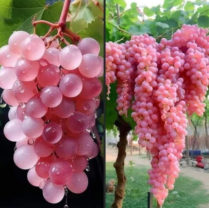 Koshu pink grapes from Japan. - 9GAG