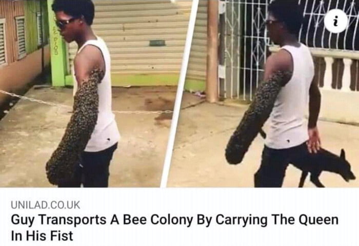 Bee Guy, the Stinger of Men, Carrier of The Queen - 9GAG