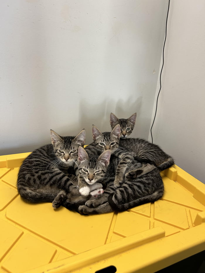 Copy and paste 😹💘 - 9GAG