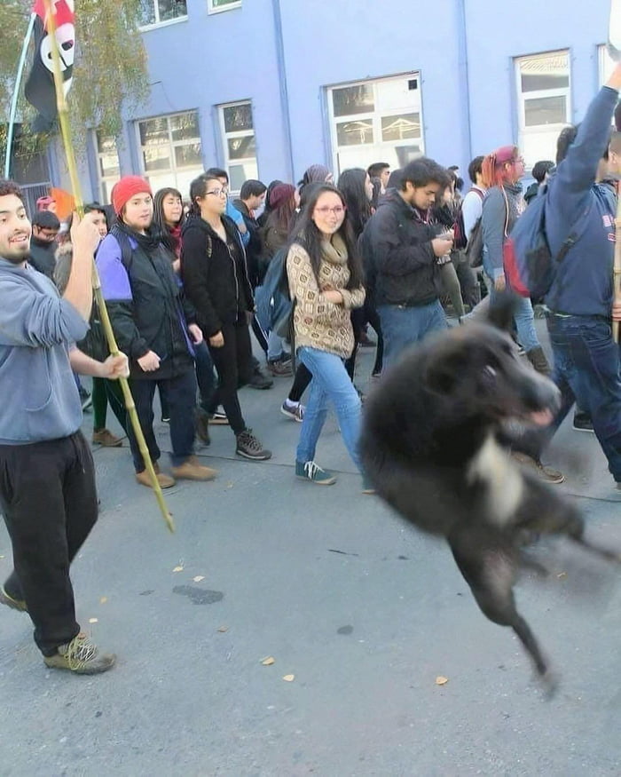 Random dog when he detects a passing by person is affected by the Big ...