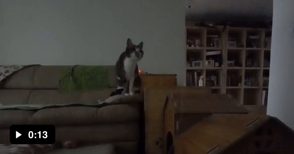 Perpetual cat motion with Tiger and Mango. Soundtrack by Tiger. - 9GAG