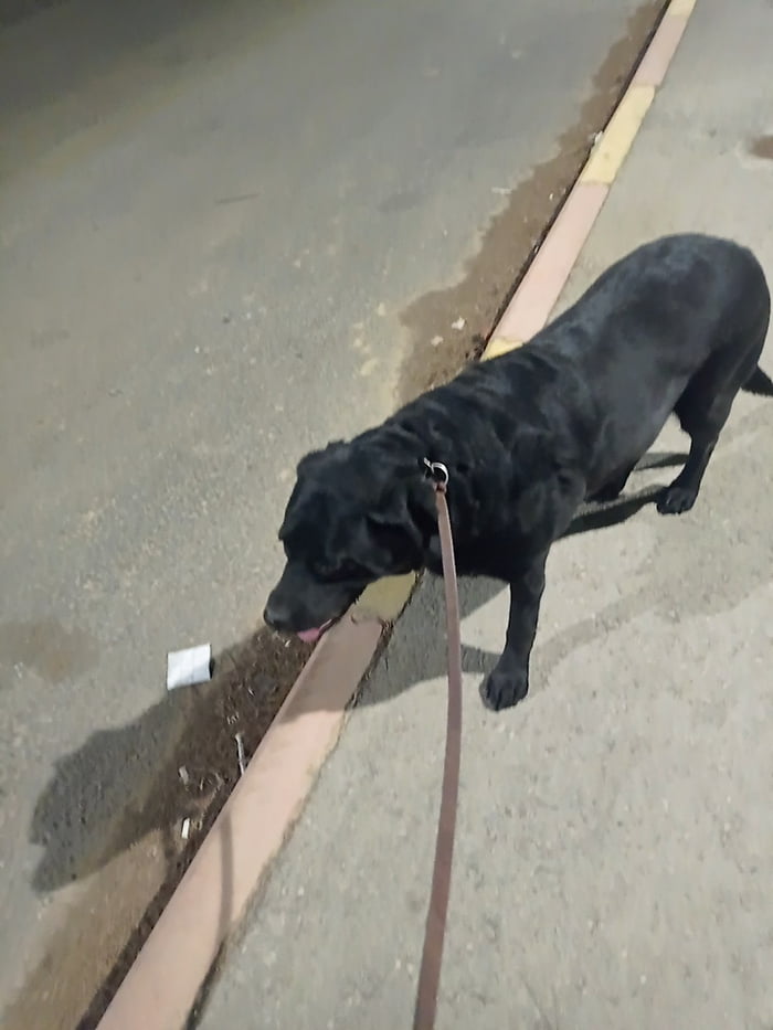 This is Boone. Boone is a guide dog for an old blind woman who lives ...