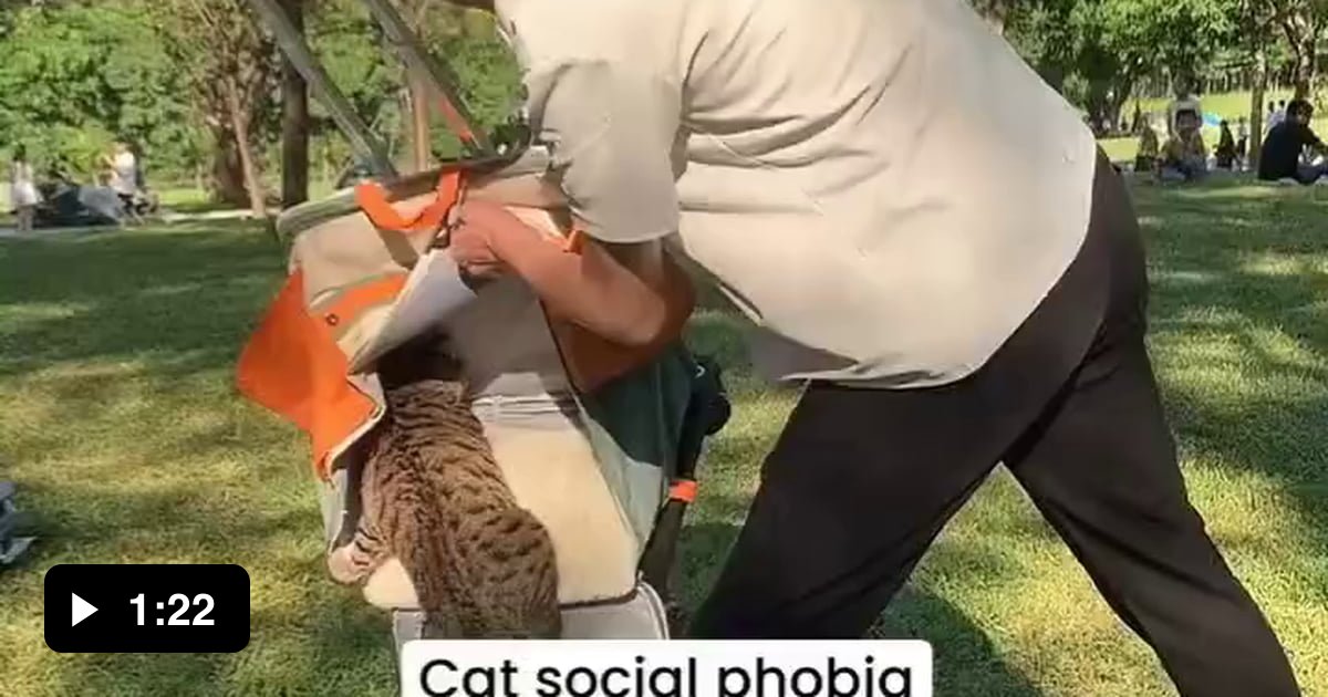 Wish my cat was shy instead of an asshole. - 9GAG