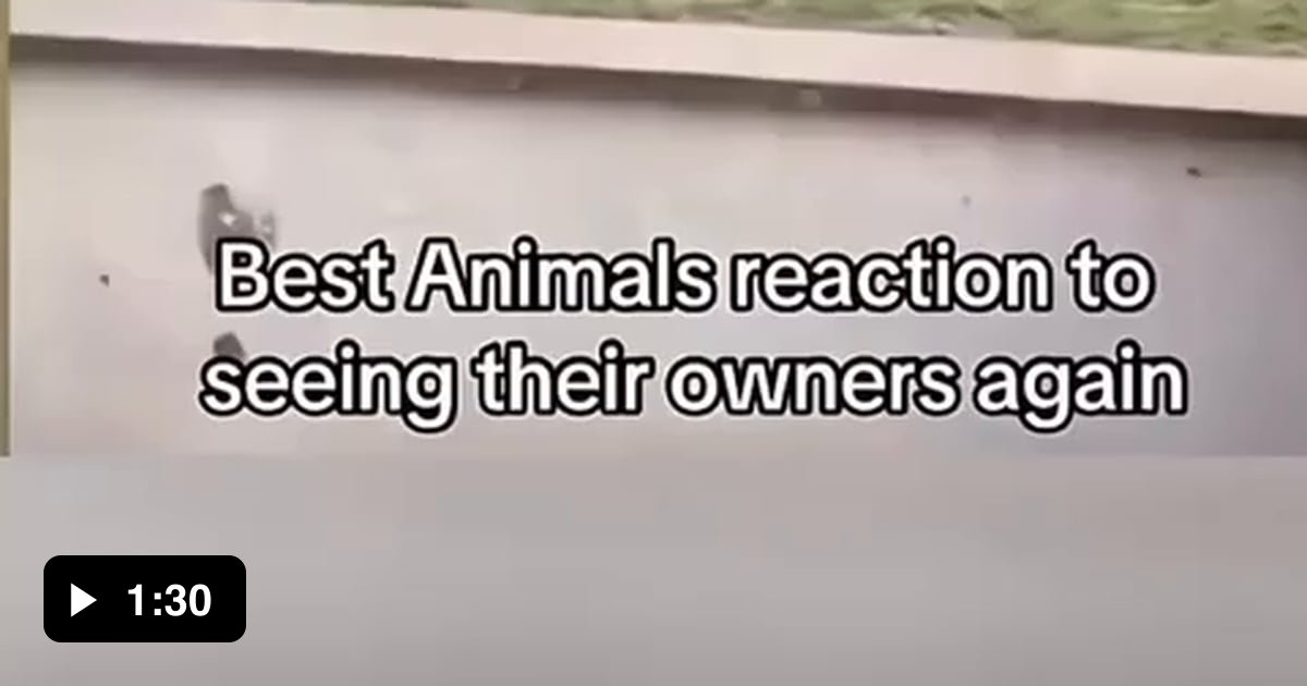 Animals reaction to seeing their owners again - 9GAG