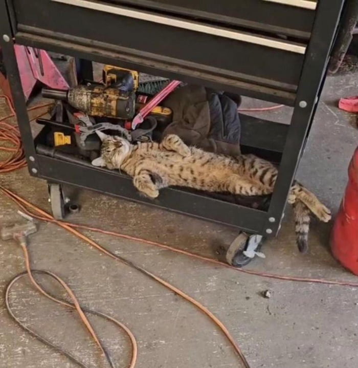 Laying down to rest after the chase - 9GAG