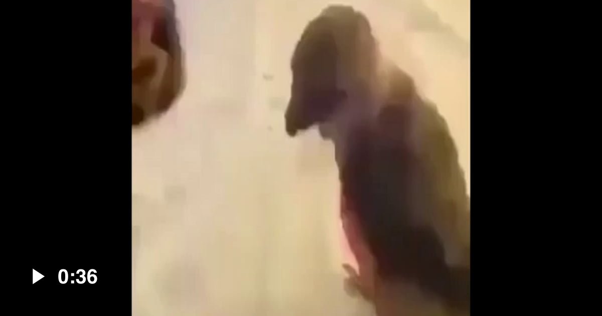 Birb shitpost - 9GAG