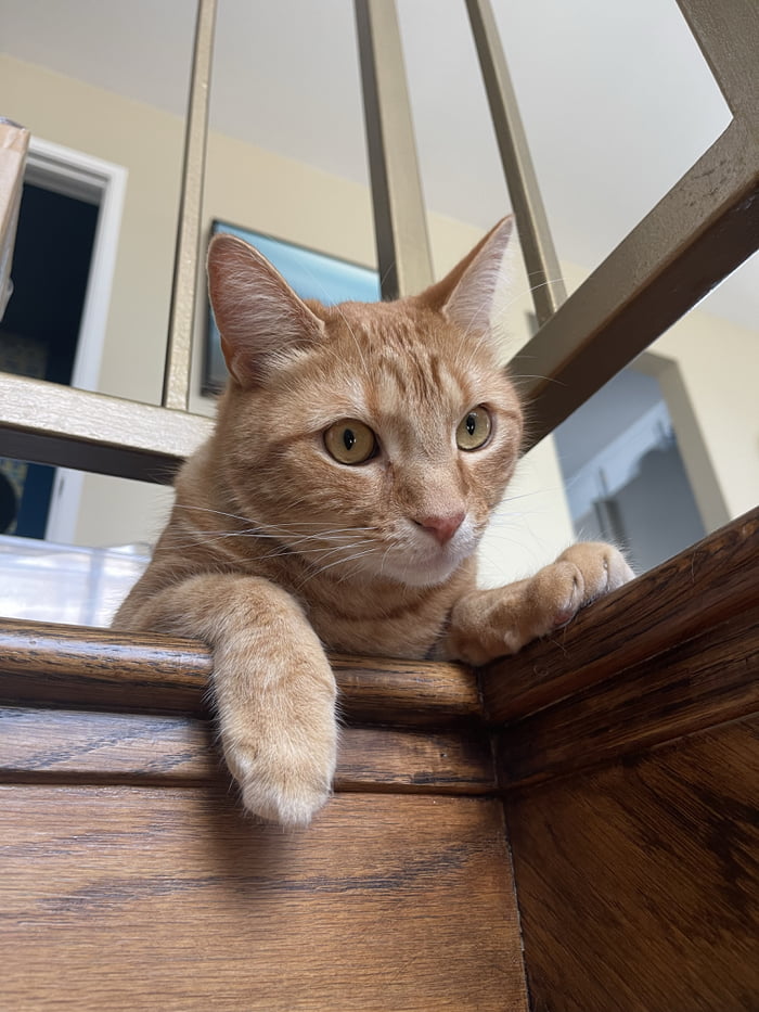 That’s a handsome cat - 9GAG