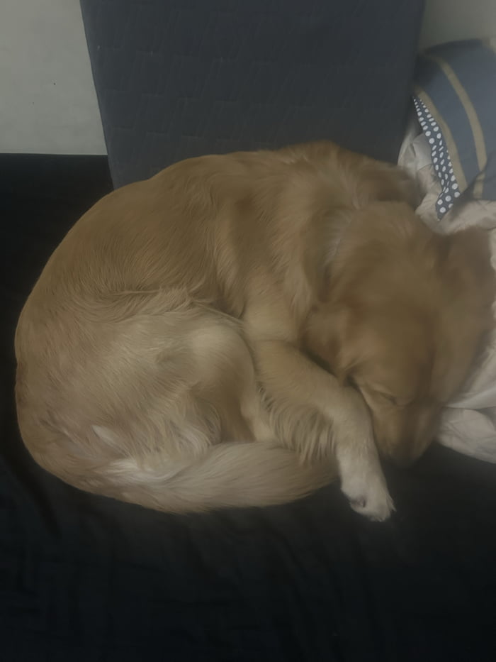 My dog is the Firefox icon - 9GAG