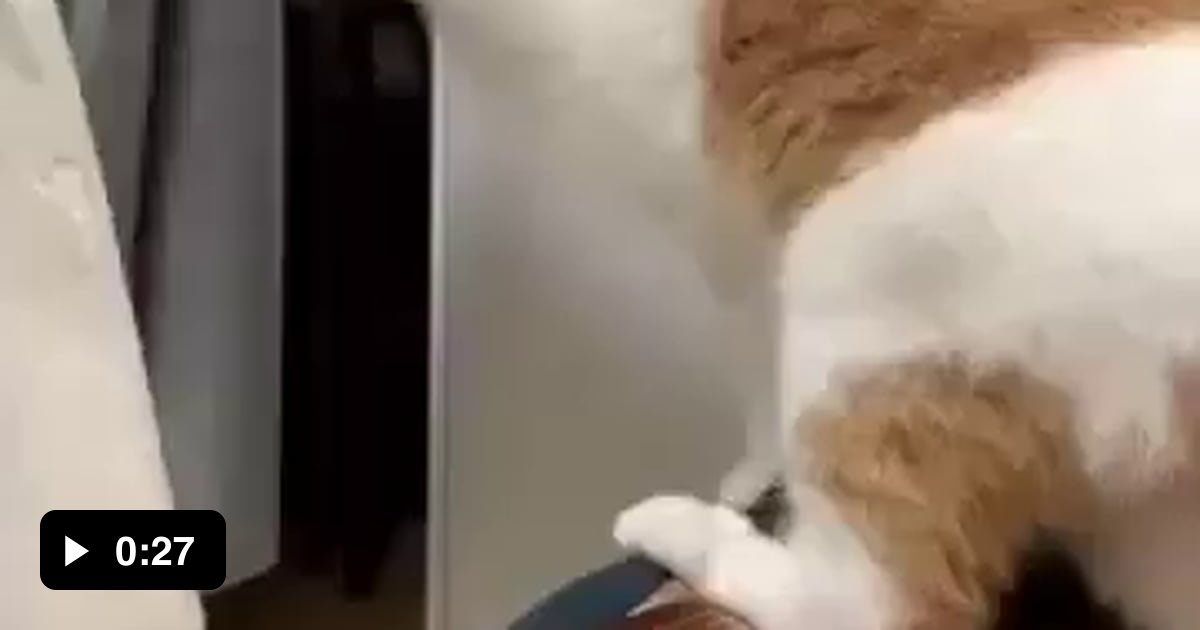 Big chungus kitty delivery, " If you fits, you sits!" - 9GAG