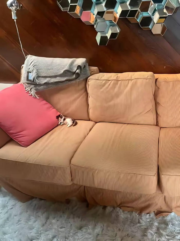 Agatha has her own couch, but she liked the huge sofa. - 9GAG