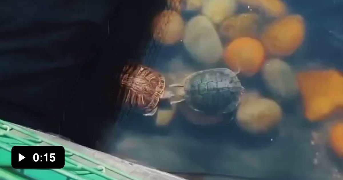 This turtle behavior, often called "claw fluttering", is a courtship ...