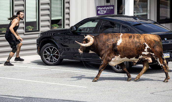 People flee from escaped bull in central Pennsylvania - 9GAG