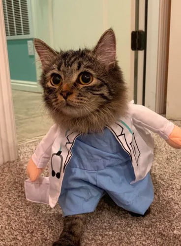 Doc cat is here - 9GAG