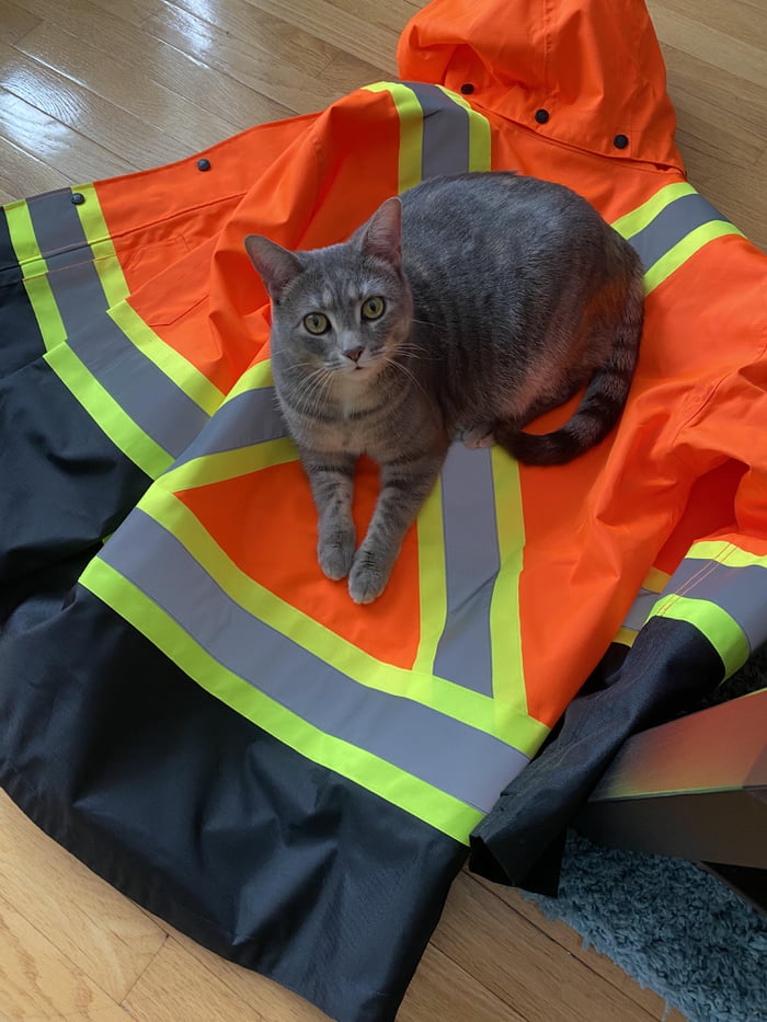 Construction kitty - 9GAG