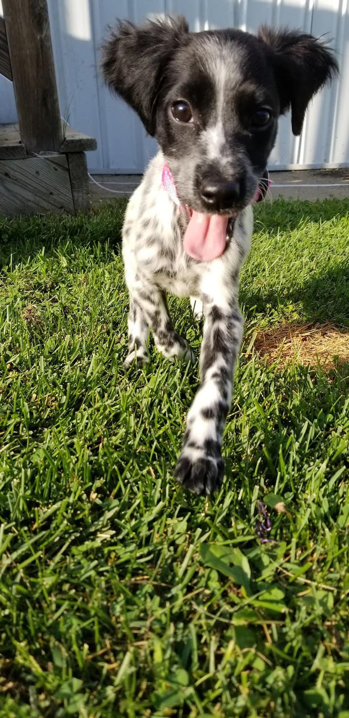 For the Sally fans from yesterday, here she is as a puppy - 9GAG