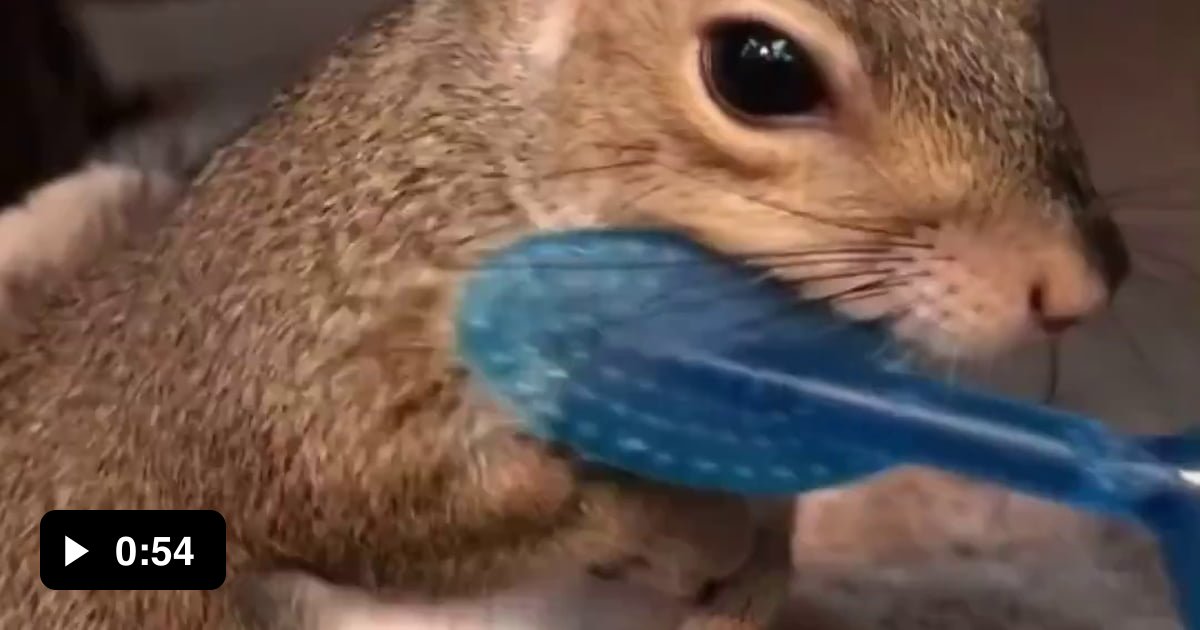 Squirrel said ‘don’t stop’ - 9GAG