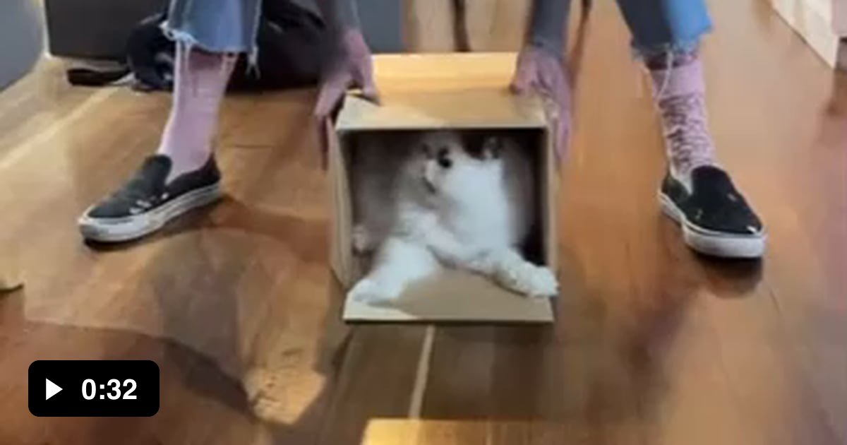 Mew loves his box - 9GAG