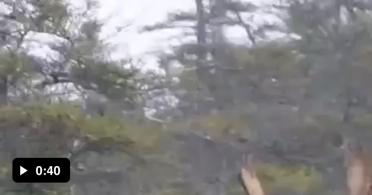 Absolute unit. Nothing short of a Forest Spirit - 9GAG