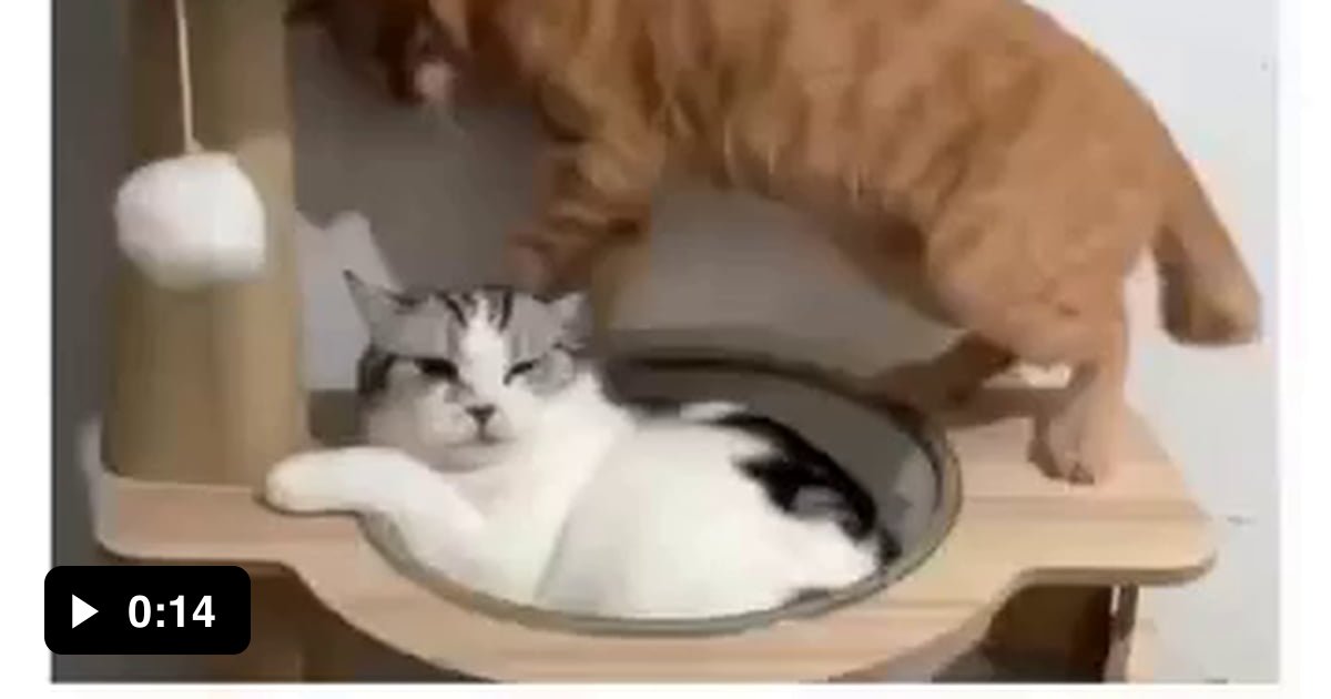 Typical orange cat behaviour - 9GAG