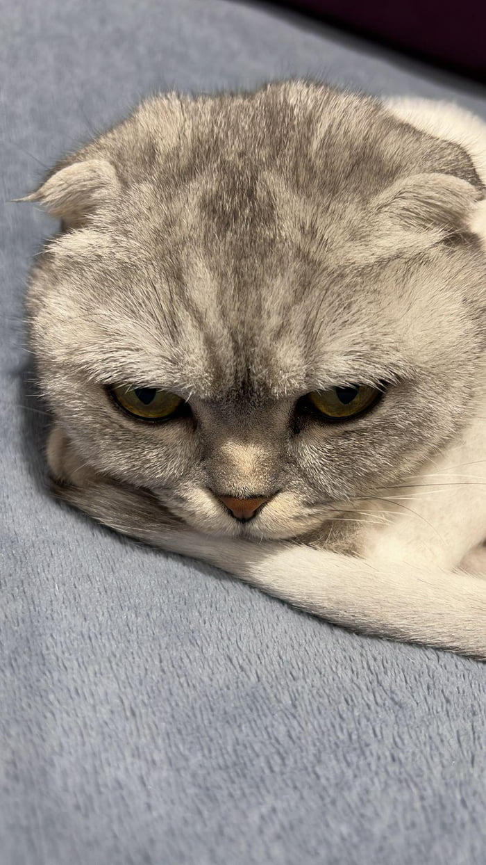 Mom... stop taking pics and start giving me treats - 9GAG