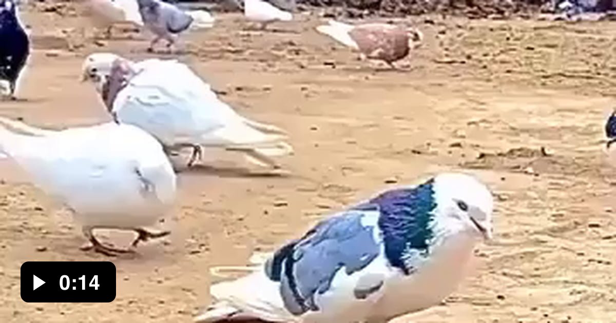 Pigeon backflip - 9GAG