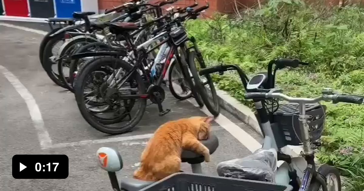 Cat security vehicle patrol caught lacking - 9GAG