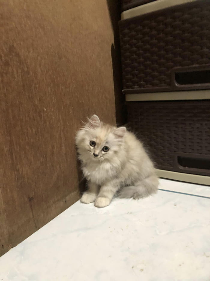 A little bit shy at first day in her new home - 9GAG
