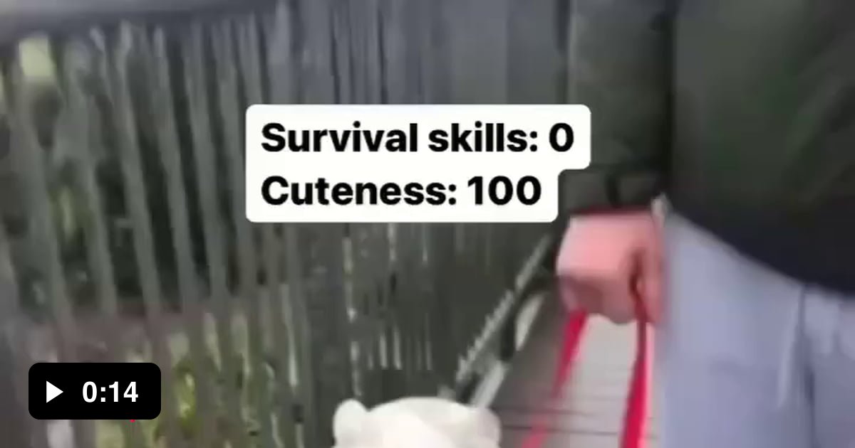 That leash is there for a reason - 9GAG