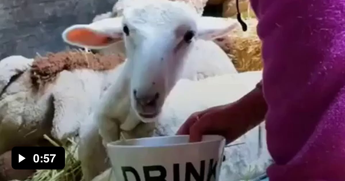 The look on this little sheep’s face when she’s able to walk again! - 9GAG