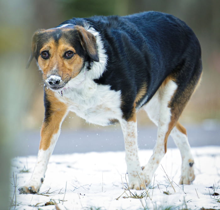 Cocaine dog with exotropia isn't real, it can't hurt you - 9GAG