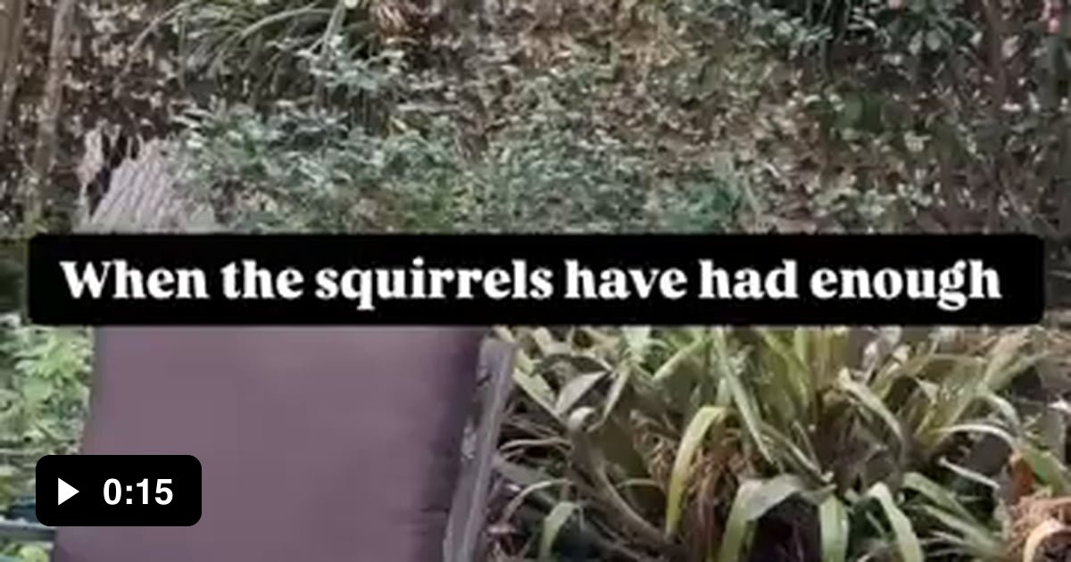 Squirrels attack an owl - 9GAG