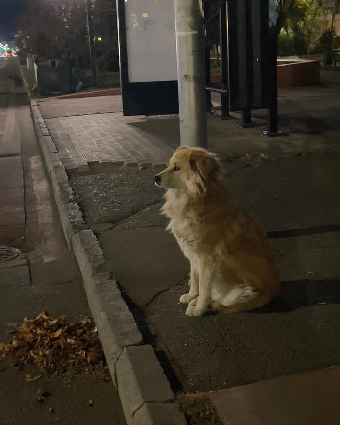Street dog waiting for me to safely get in the bus in the 6am of winter ...