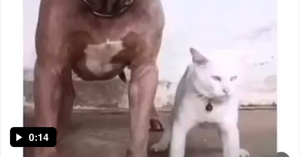 Cat thinks he is pitbull - 9GAG