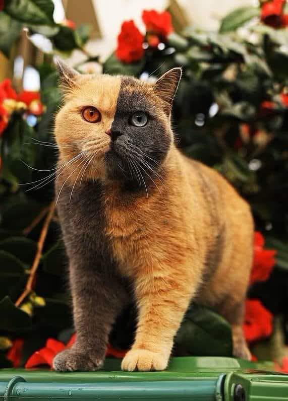Her name is Domino and she’s a chimera Britsh shorthair cat from the ...