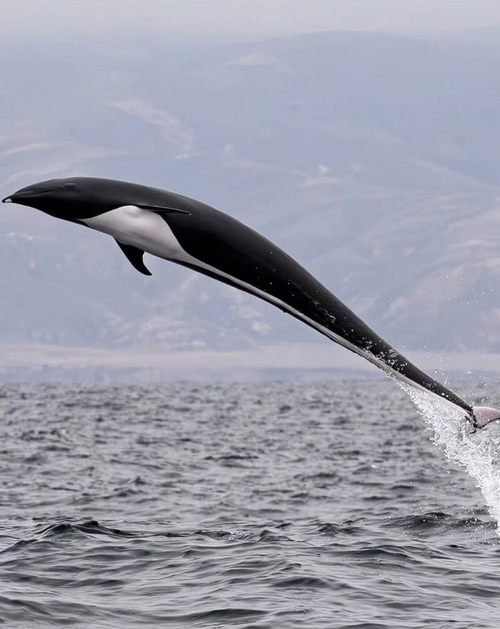 A rare dolphin species without a dorsal fin, captured mid-leap. What an ...