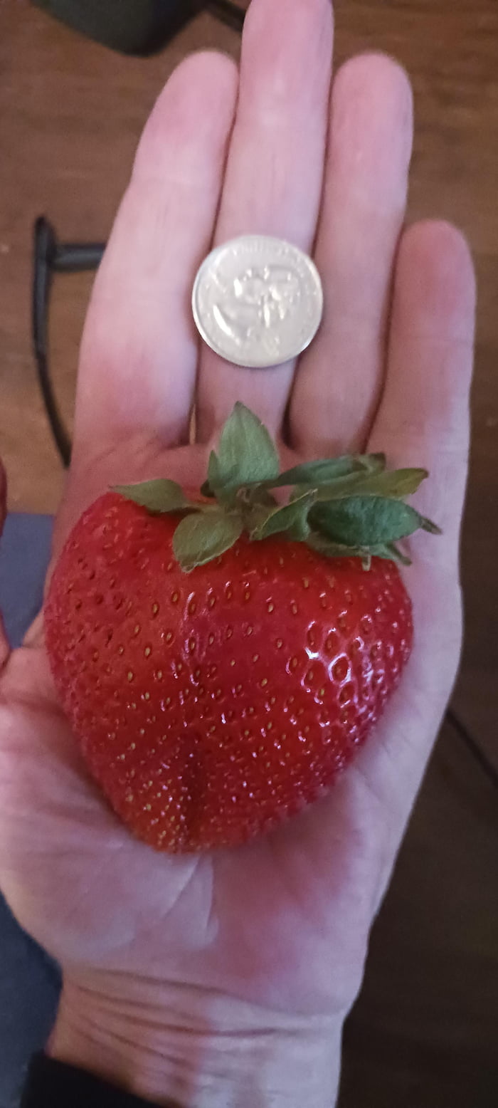 Of an absolute unit Strawberry - 9GAG