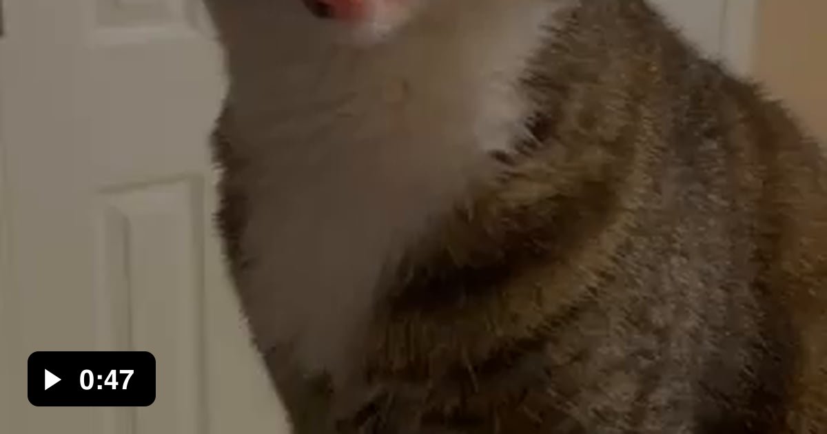 Lost Yuki 3 weeks ago — thanks for all the meows - 9GAG