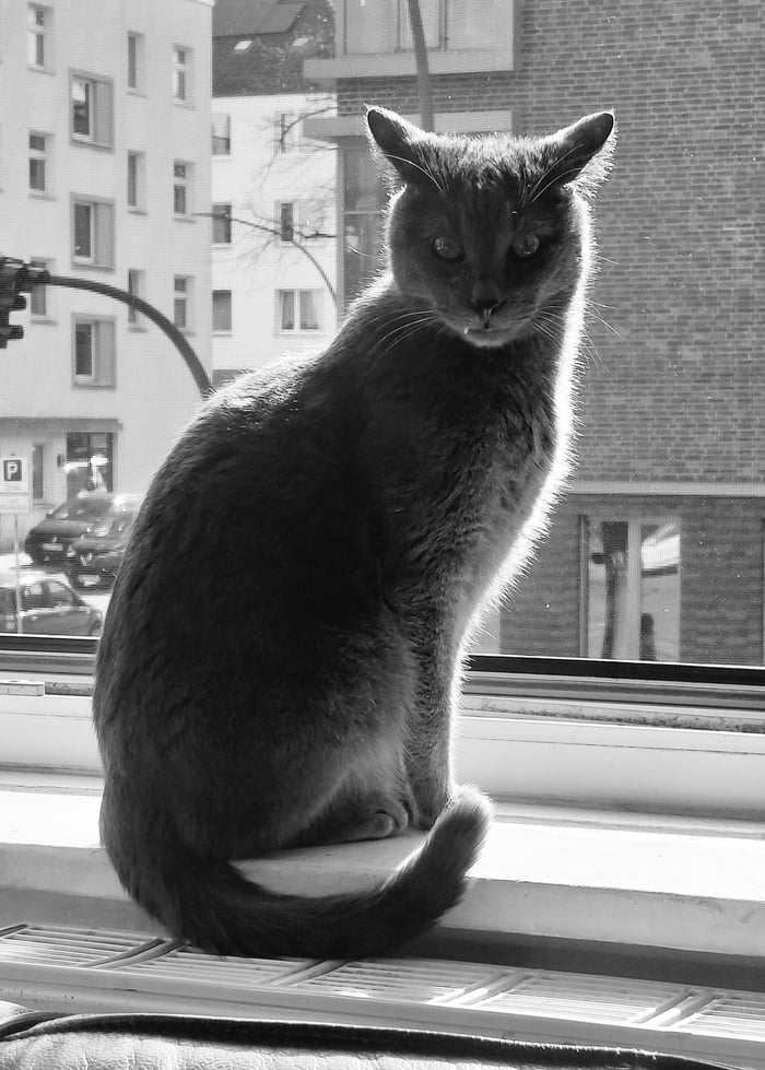 Mister Miez plus i try art photo stuff, very beginner - 9GAG