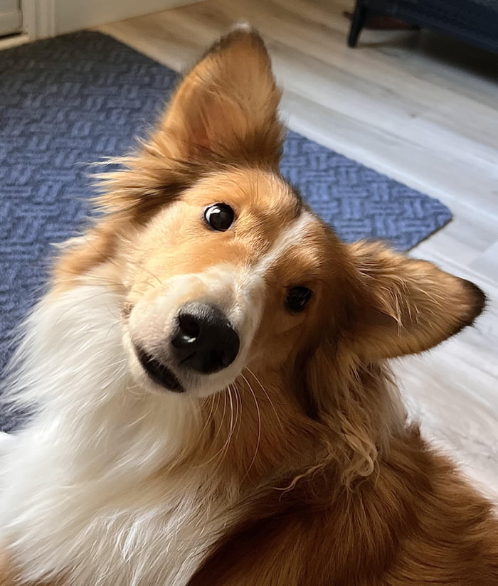 You got any treats? - 9GAG