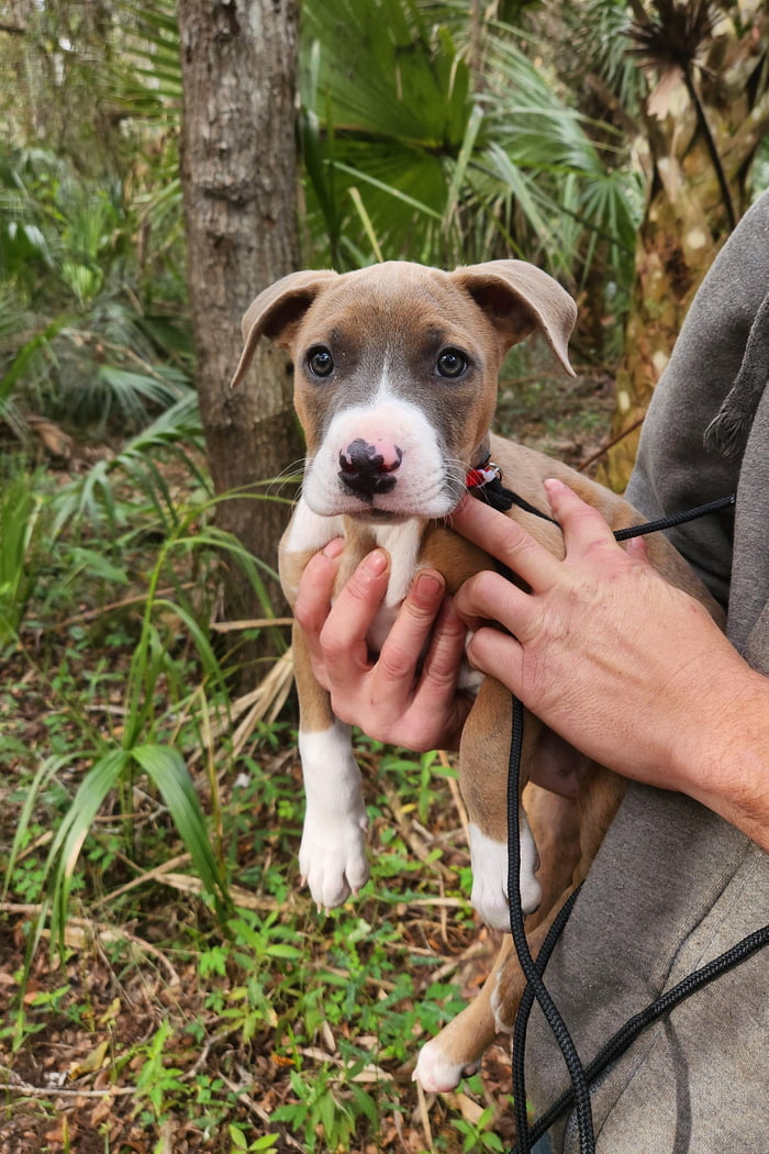 Ran into this cutie on some hiking trails. Her humans were carrying her because her little legs ...