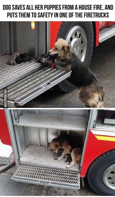 « Chief? Yeah we can’t go back to the station… » - 9GAG