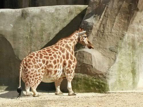 Short Giraffe, Stubby Sentinel of the Savannah - 9GAG
