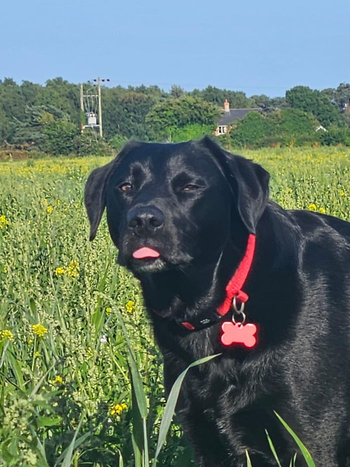 Special dog incoming 😅 - 9GAG