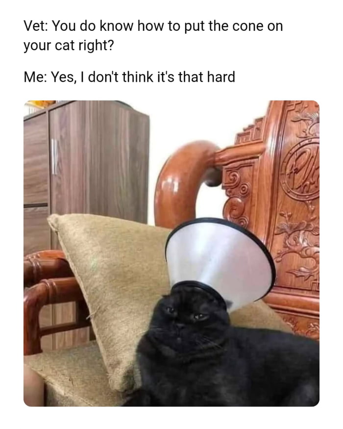 Nailed it, said no cat ever - 9GAG