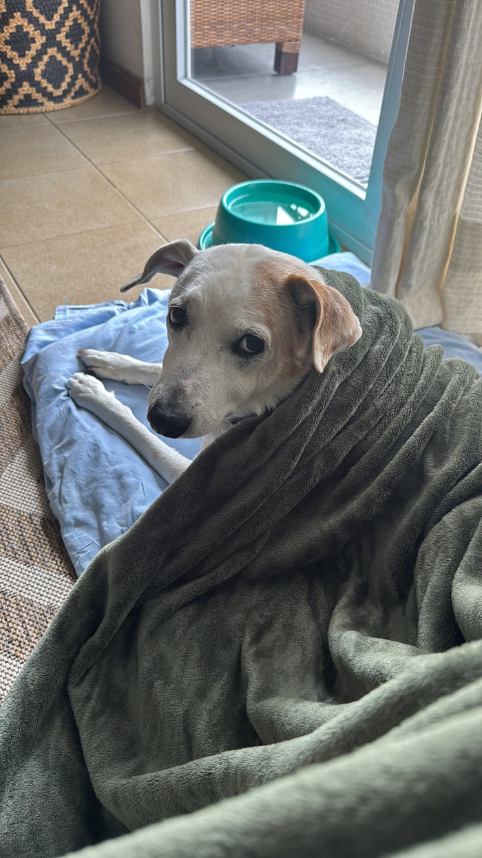 I just lost my best friend, guys. The goodest boy. - 9GAG