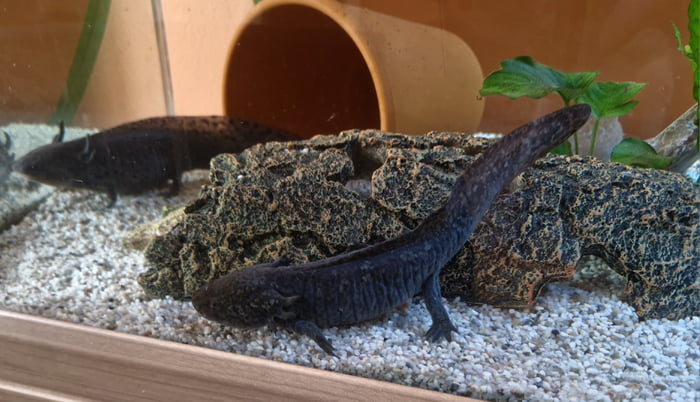 Fighting Position: lurking Axolotl - 9GAG