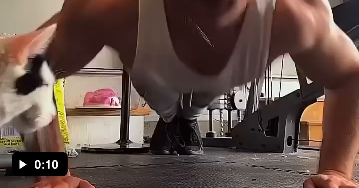 Pushups with kitty! - 9GAG