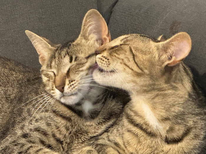 Following the cat trend.. thees are two sisters adopted a year ago ...