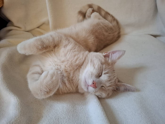 Kitty tired, kitty sleep - 9GAG