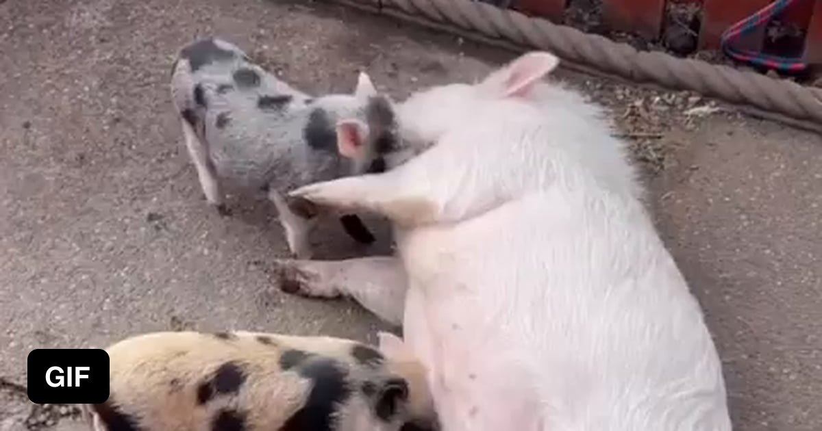 "Mom... Hey Mom!.. We want to play... Mom... Mom... Come play with us!.. Mom!Mom!Mom!" - 9GAG